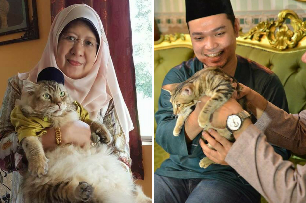 Kucing Juga Boleh Kecil Hati, Ini 6 Cara Terbaik Pujuk Kucing Anda ...