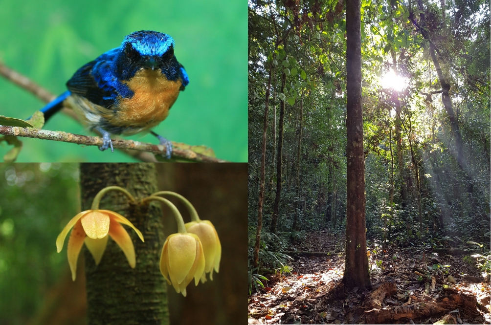 We Spent Four Days Living In A Virgin Rainforest In Sabah | Rojak Daily