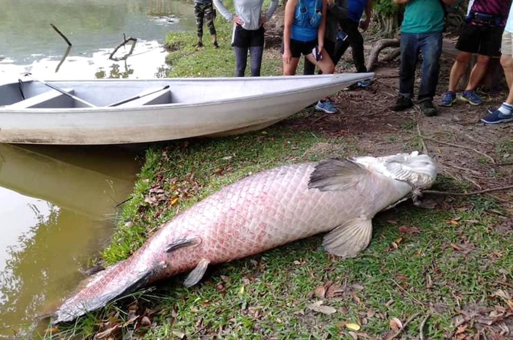 Joggers Find Huge Amazonian Fish Floating In Lake...In Kota Kinbalu ...