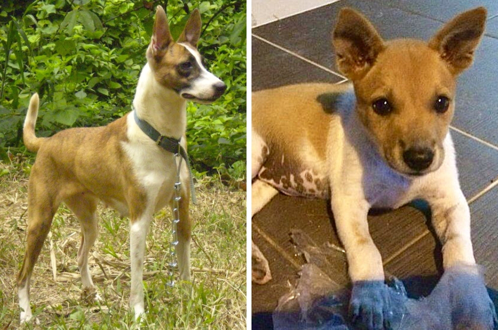 Did You Know That Malaysia Has Its Very Own Dog Breed That’s Also The ...