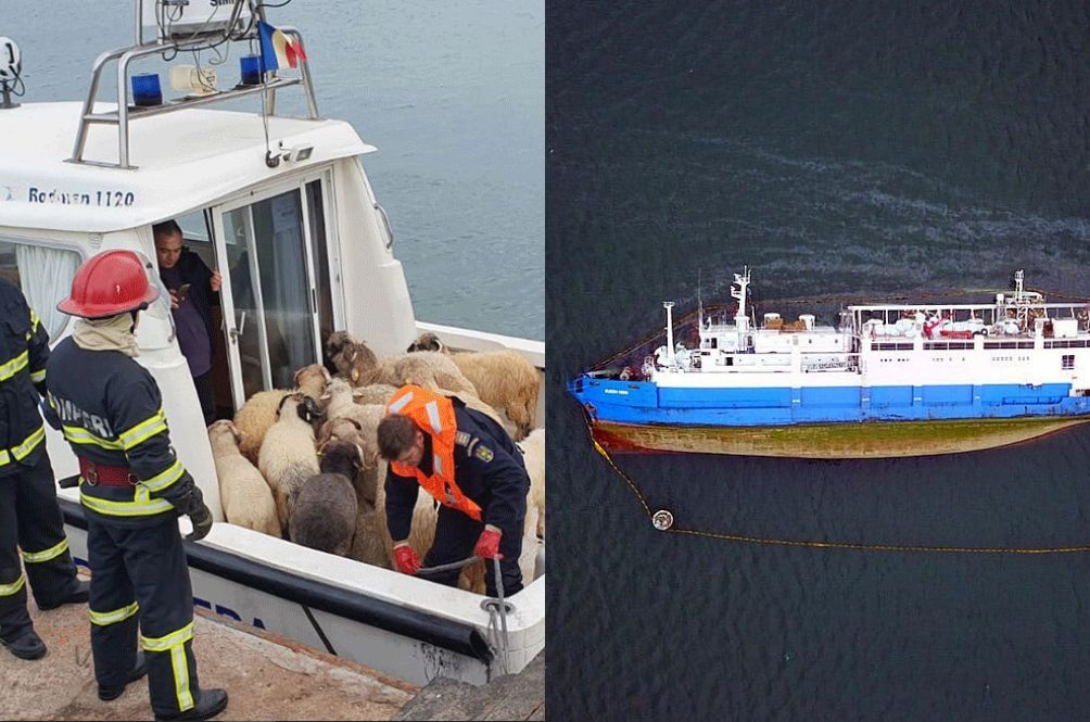 Over 14,000 Sheep Die After The Cargo Ship They Were On Capsized ...