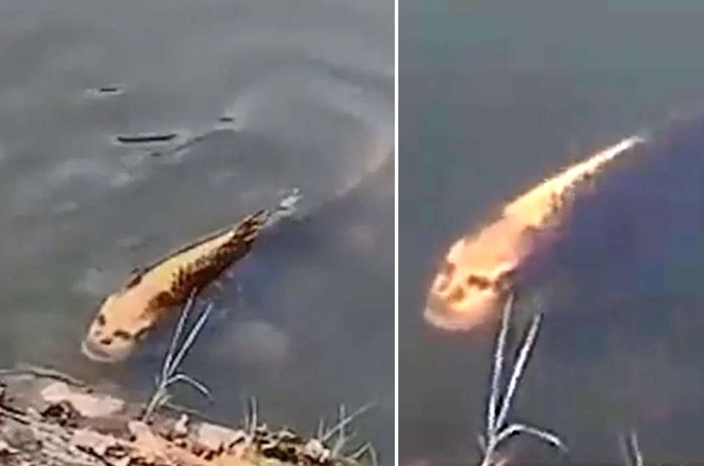 Strange Fish With A Human Face Appears, Everyone Freaks Out! | Rojak Daily