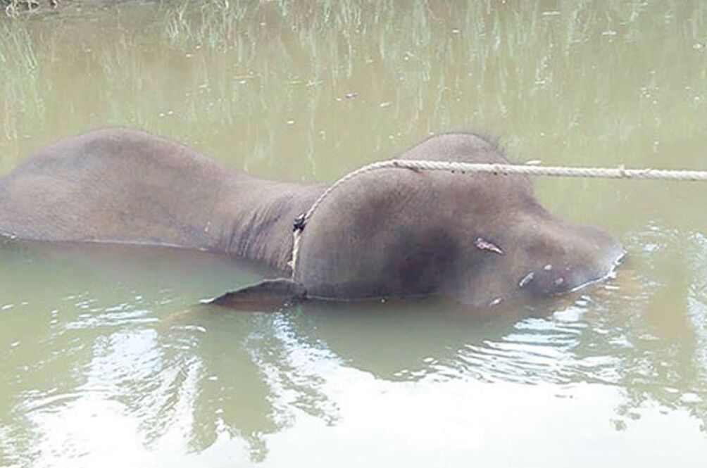 Pygmy Elephant Found Dead With Over 70 Gunshot Wounds; RM30,000 Reward ...