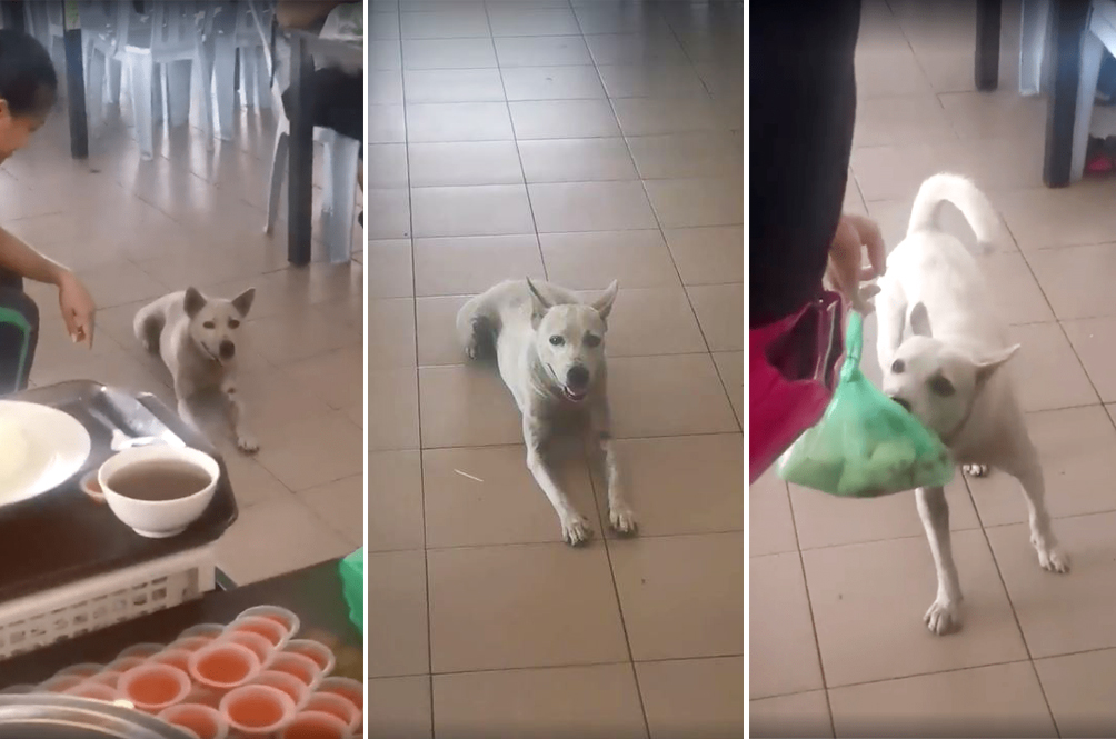 Good Boi Patiently Waits In Line To 'Tapau' Chicken Rice In Sarawak ...
