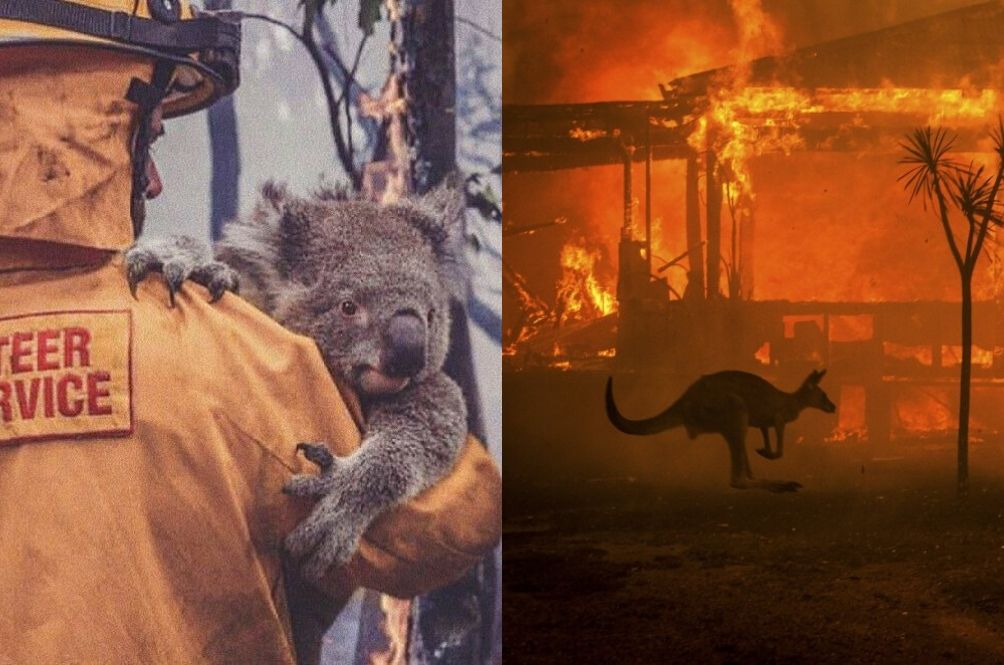 Koalas, Kangaroos, And Almost HALF A BILLION Animals Killed In ...