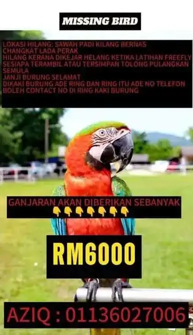 “Without proper care, it will die” - M’sian Man Offers RM6,000 Reward ...