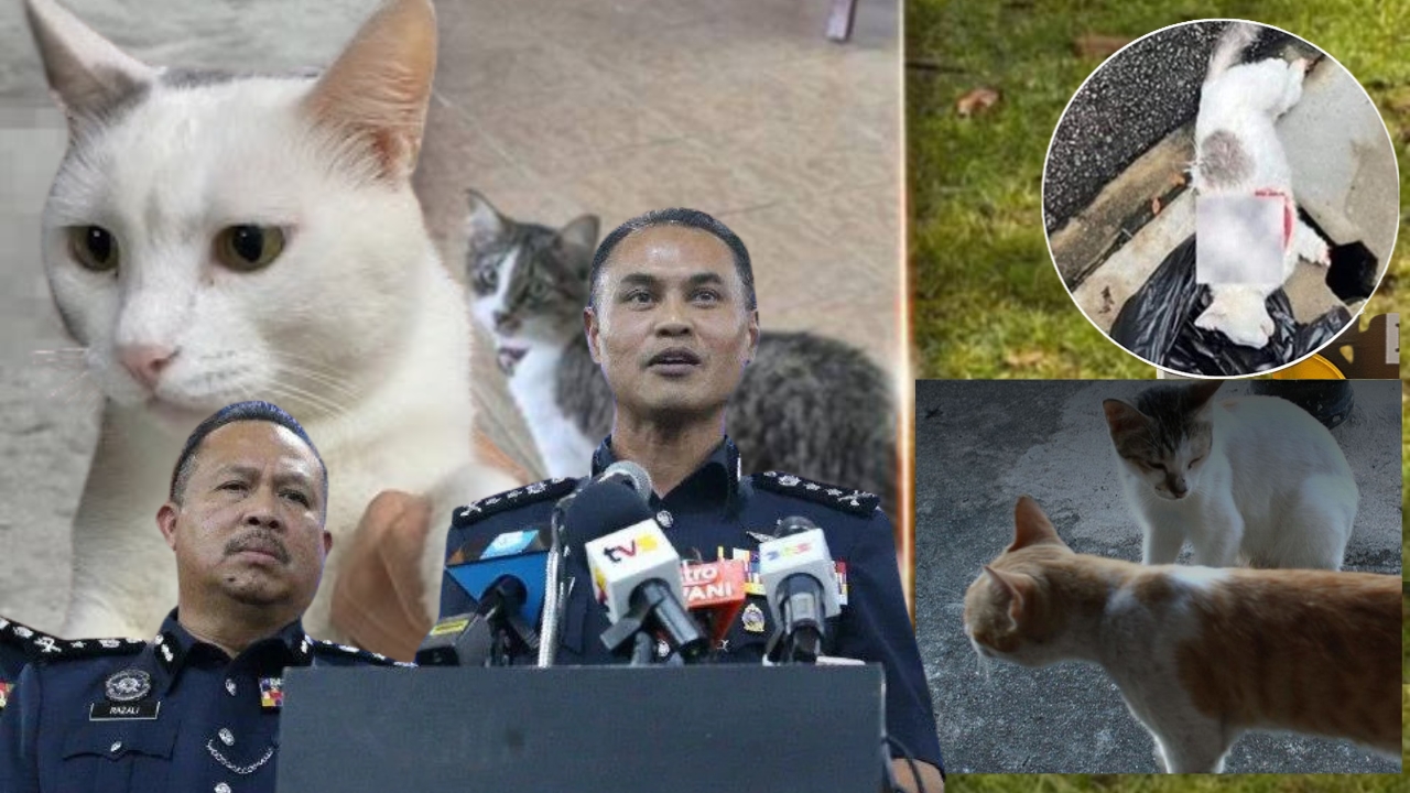 Polis Sahkan Kematian 4 Kucing Di UM Akibat Gigitan Haiwan, Tiada Unsur ...