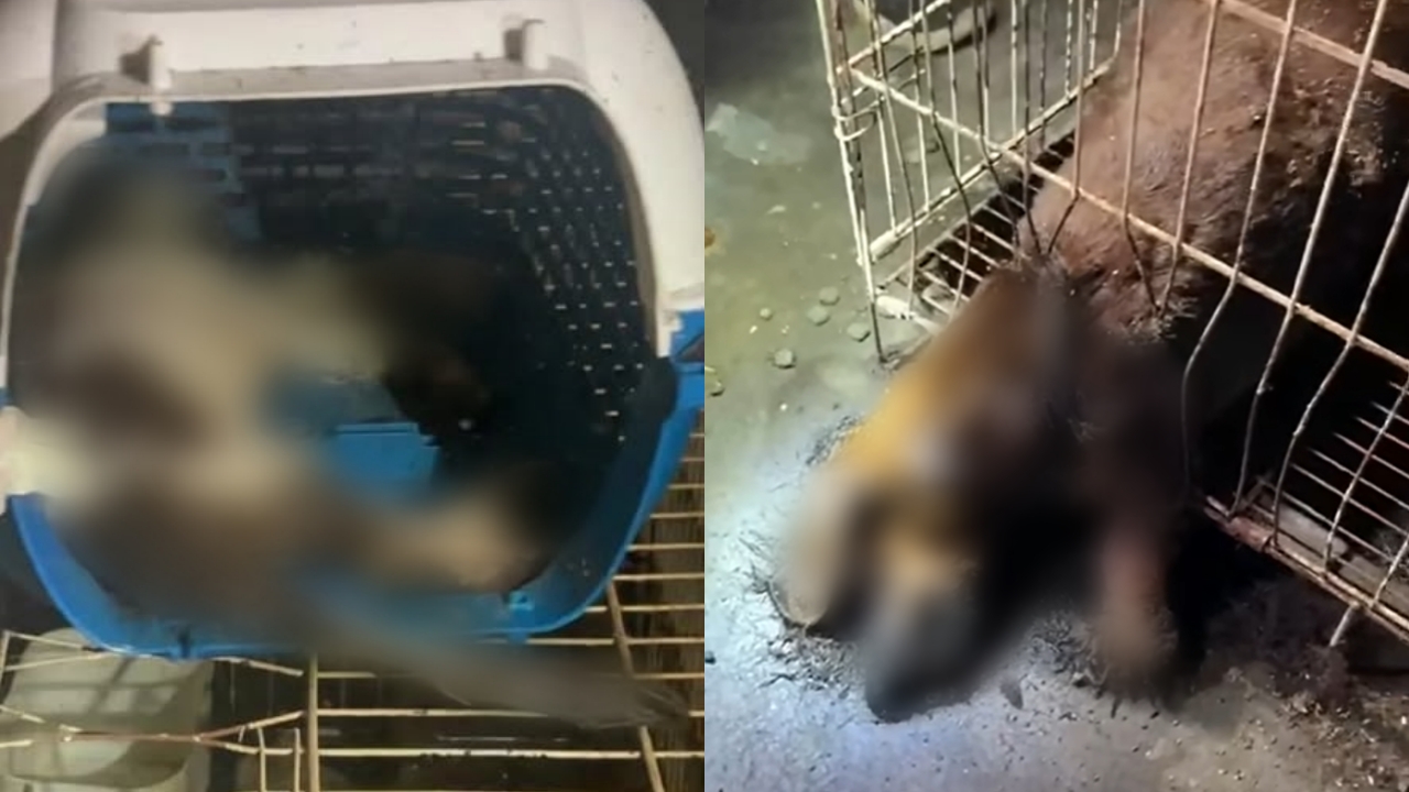 Dead Dog & Cat Discovered in Abandoned Damansara Damai Vet Clinic ...