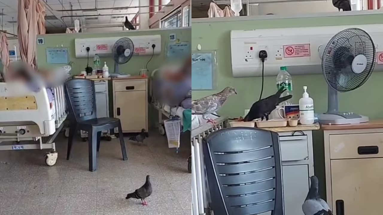 HTAR Responds to Viral Video Showing Pigeons Eating Patient’s Food ...