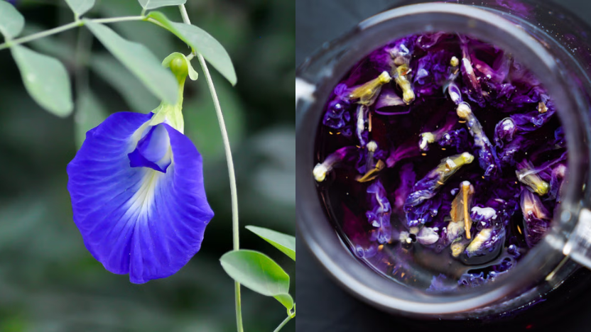 Sangu Poo - The Blue Herbal Drink for Daily Wellness | Ulagam